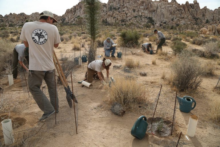 How We Do It | Friends of Joshua Tree
